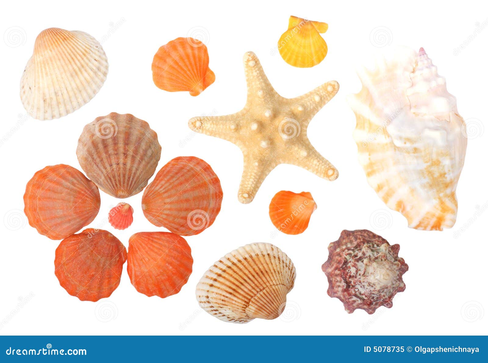 Seashells stock image. Image of group, beach, small, seashells - 5078735