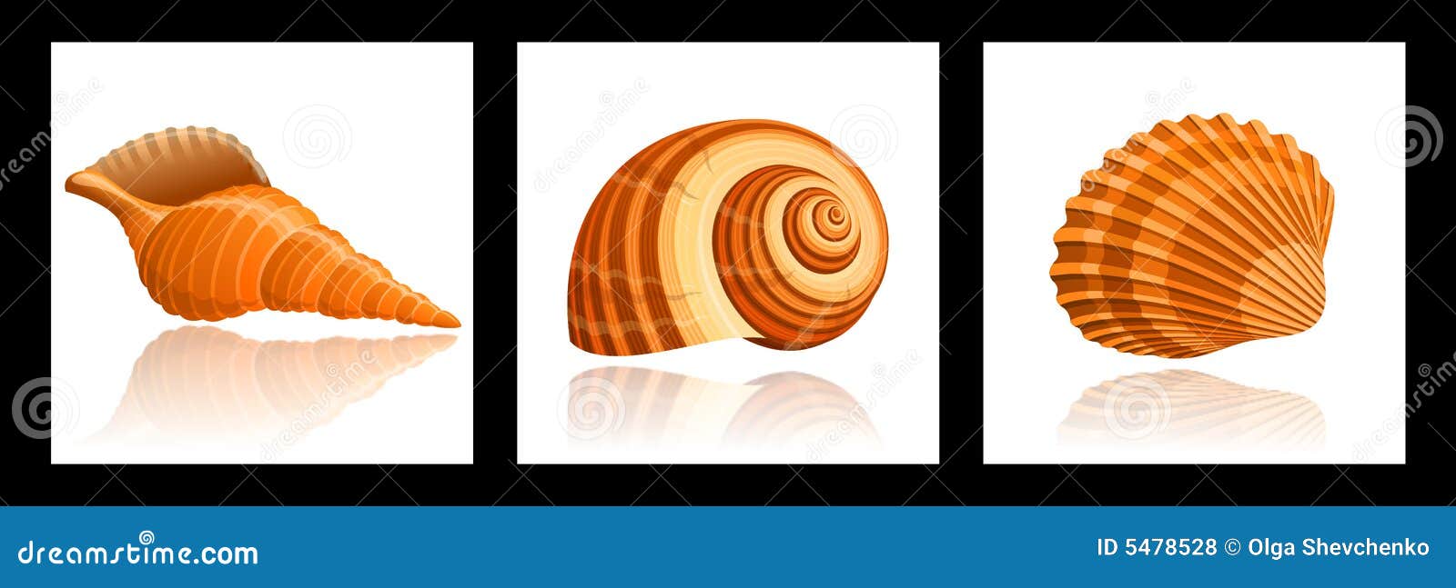 Three Seashells Stock Illustrations – 72 Three Seashells Stock ...