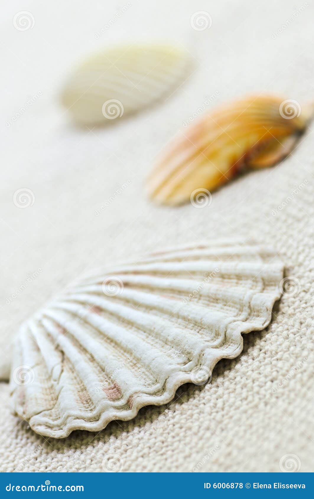Seashells stock photo. Image of seashells, detail, nature - 6006878