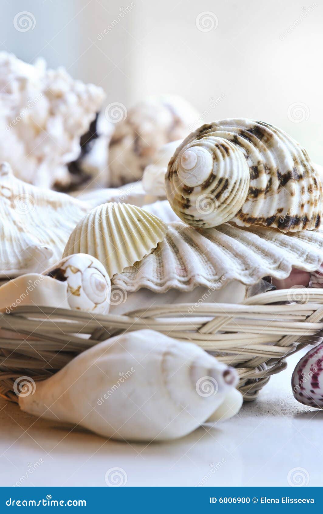 Seashells stock photo. Image of texture, mollusk, detail - 6006900