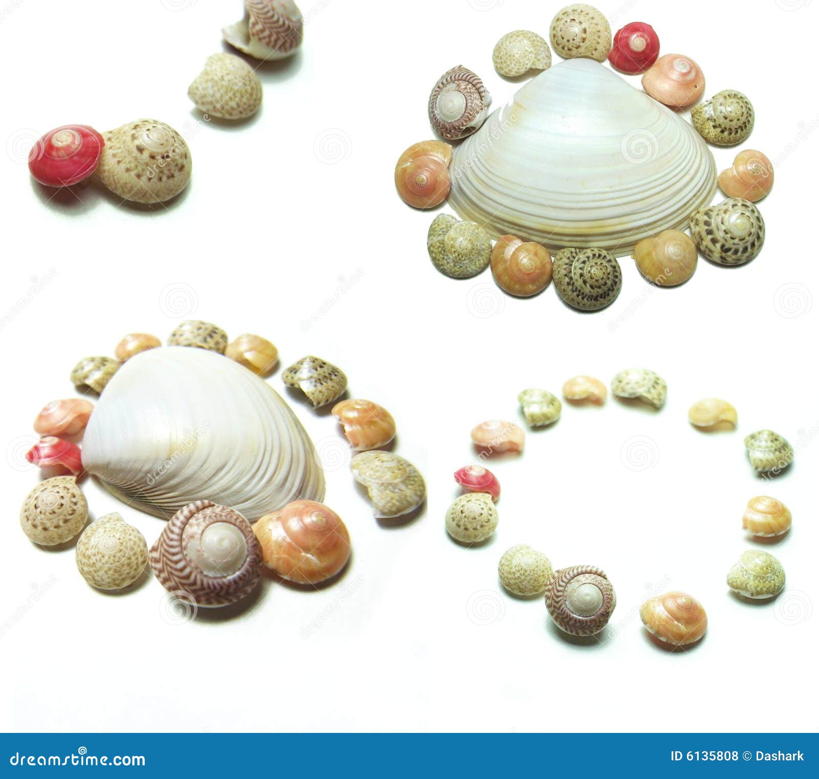 Seashells stock photo. Image of seashell, array, sand - 6135808