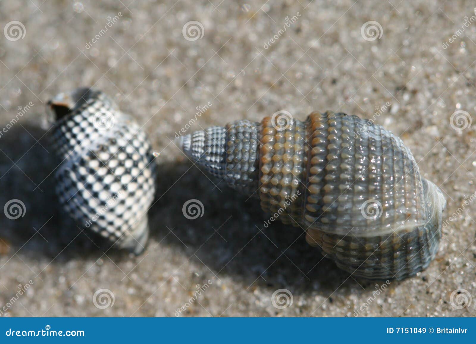 Seashells stock image. Image of pointy, spiral, bumpy - 7151049