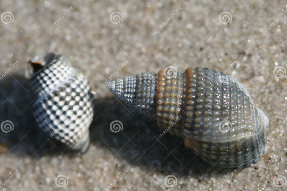 Seashells stock image. Image of pointy, spiral, bumpy - 7151049