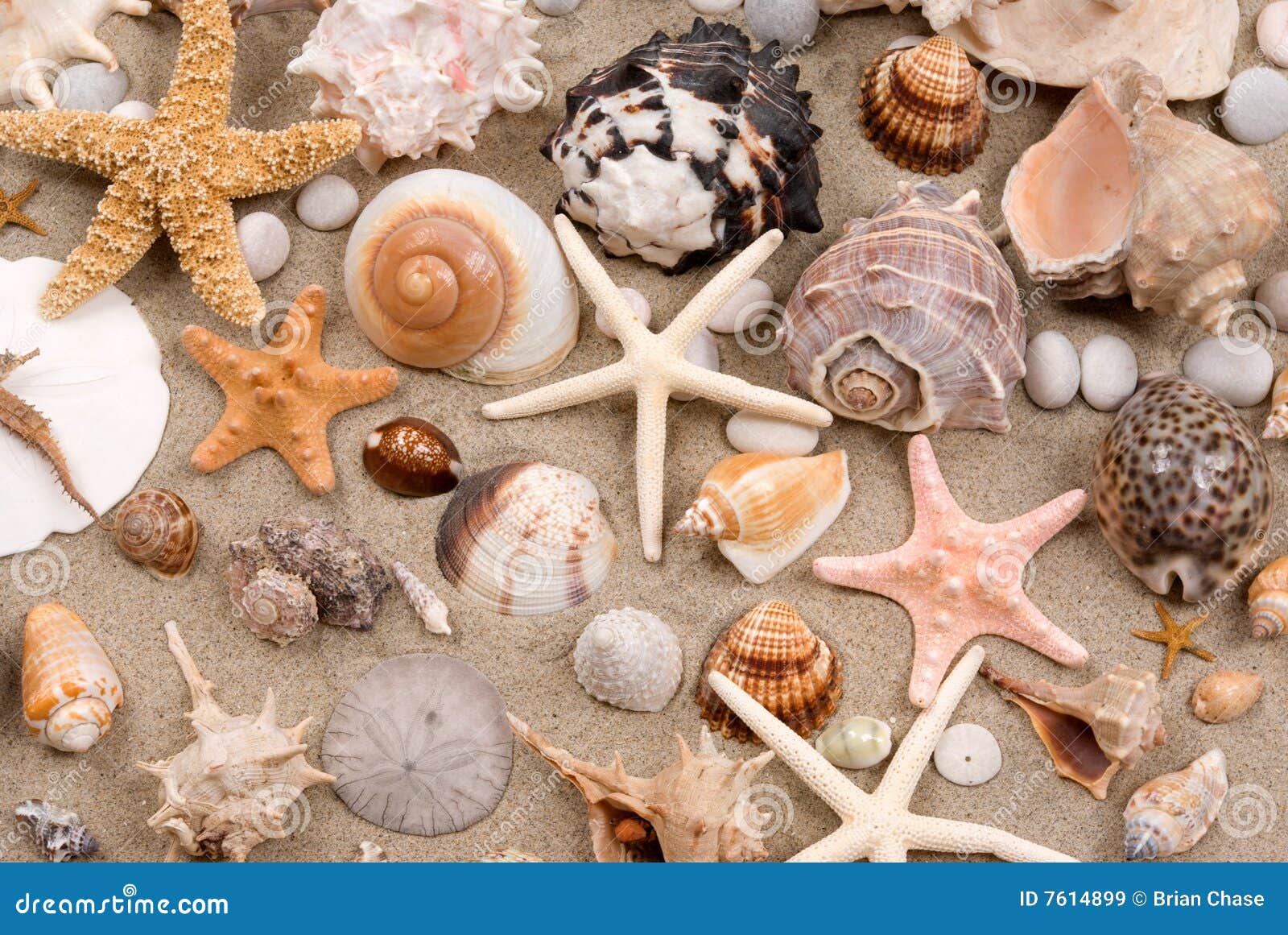 Seashells Royalty Free Stock Images - Image: 7614899