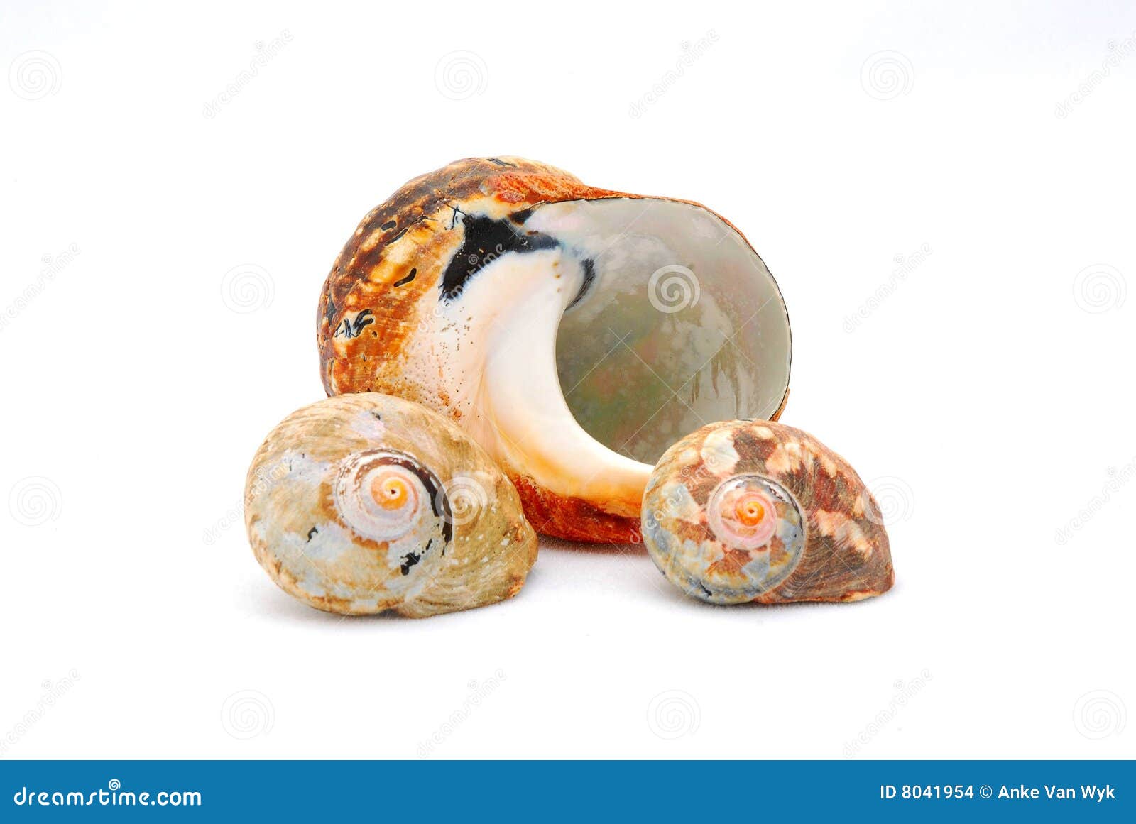 277 Three Isolated Seashells Stock Photos - Free & Royalty-Free Stock ...