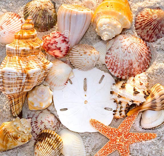 Seashells stock image. Image of background, shellfish - 8157723
