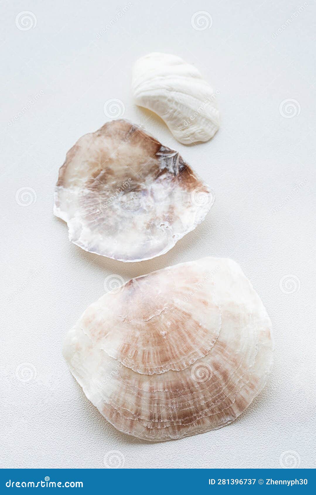 Seashells Aesthetic. Minimalistic Still Life of Sea Shells Stock Image ...