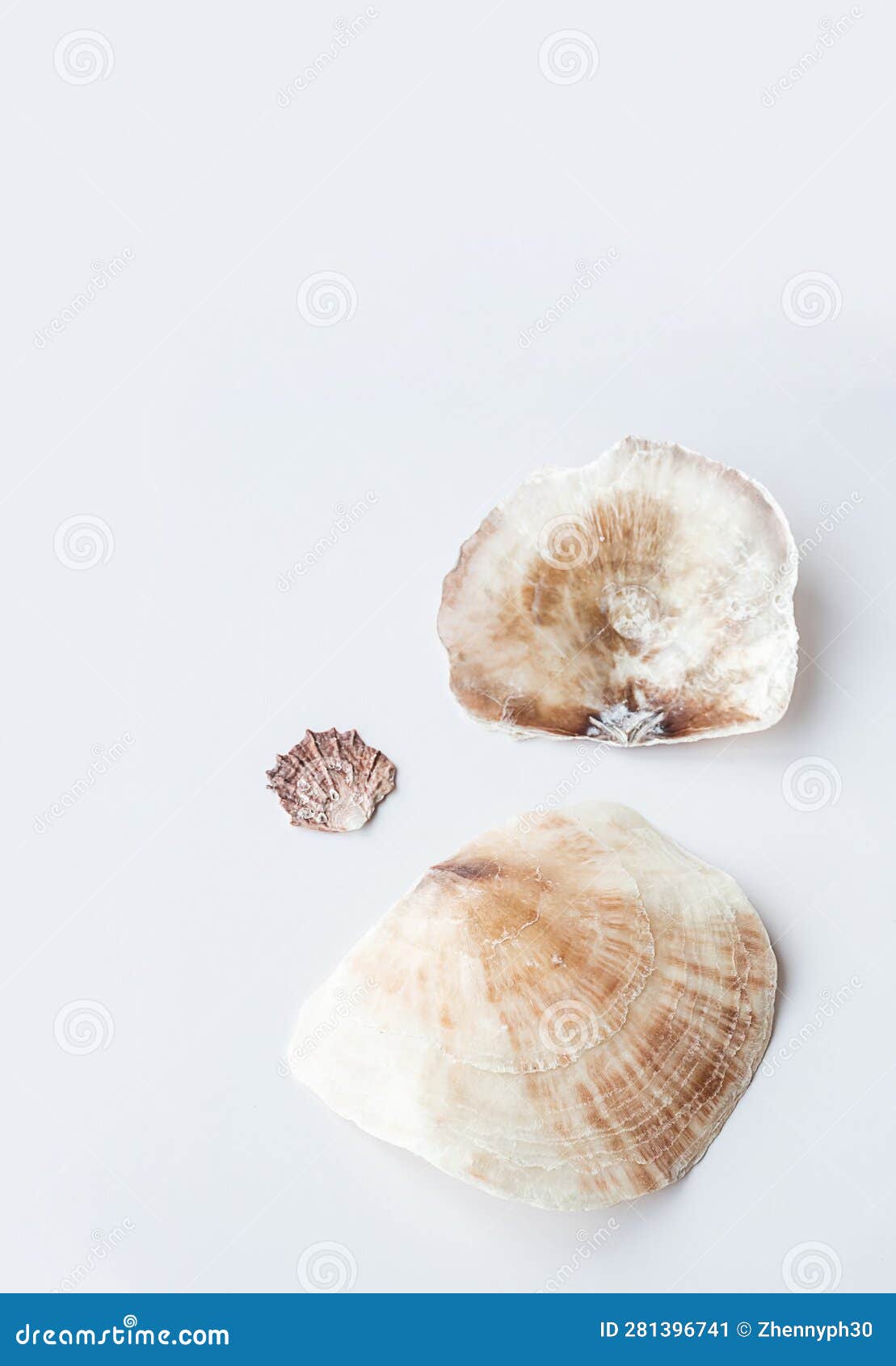Seashells Aesthetic. Minimalistic Still Life of Sea Shells Stock Image ...