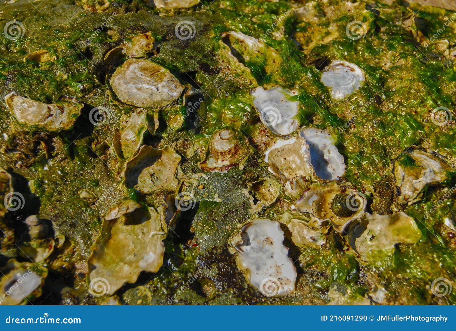 Seashells and Algae on Beach Rock Stock Photo - Image of aquatic ...