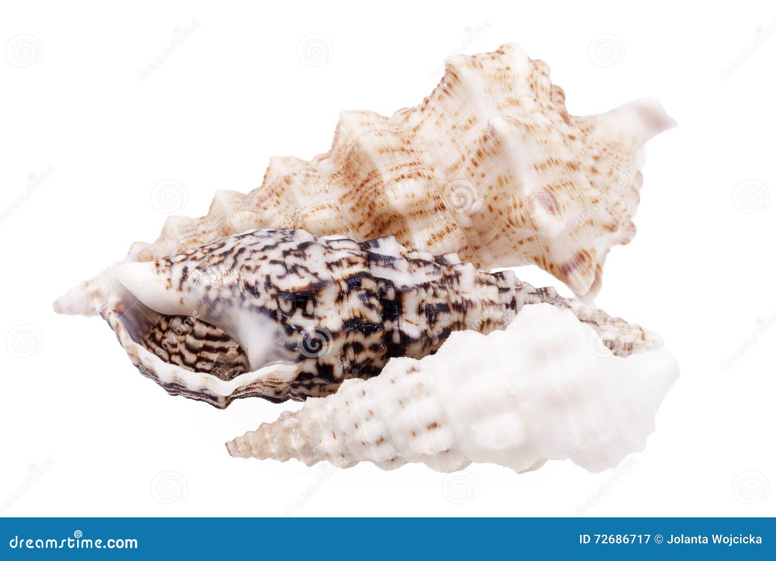 Seashells Of Auger Shells Called Auger Snails Isolated On White ...