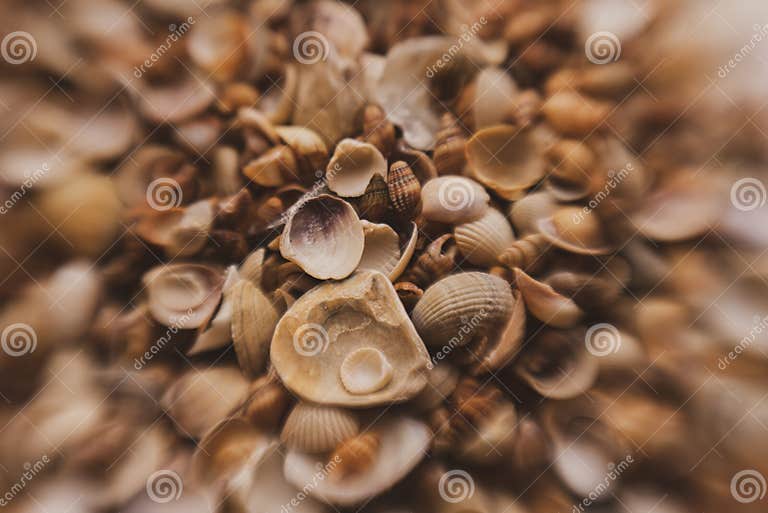 Seashells for Backdrop. Mollusk Shell. Marine Background. Texture of ...