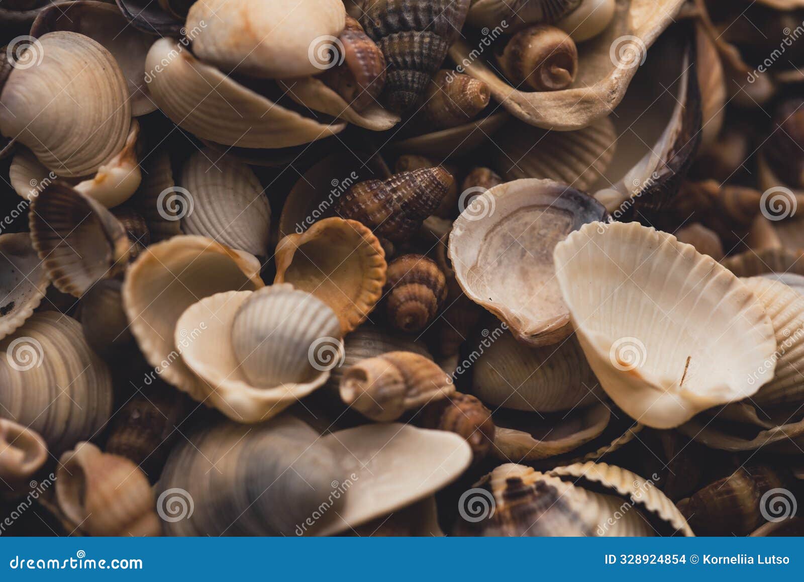 Seashells for Backdrop. Sea Shells for Design Pattern. Seashells for ...