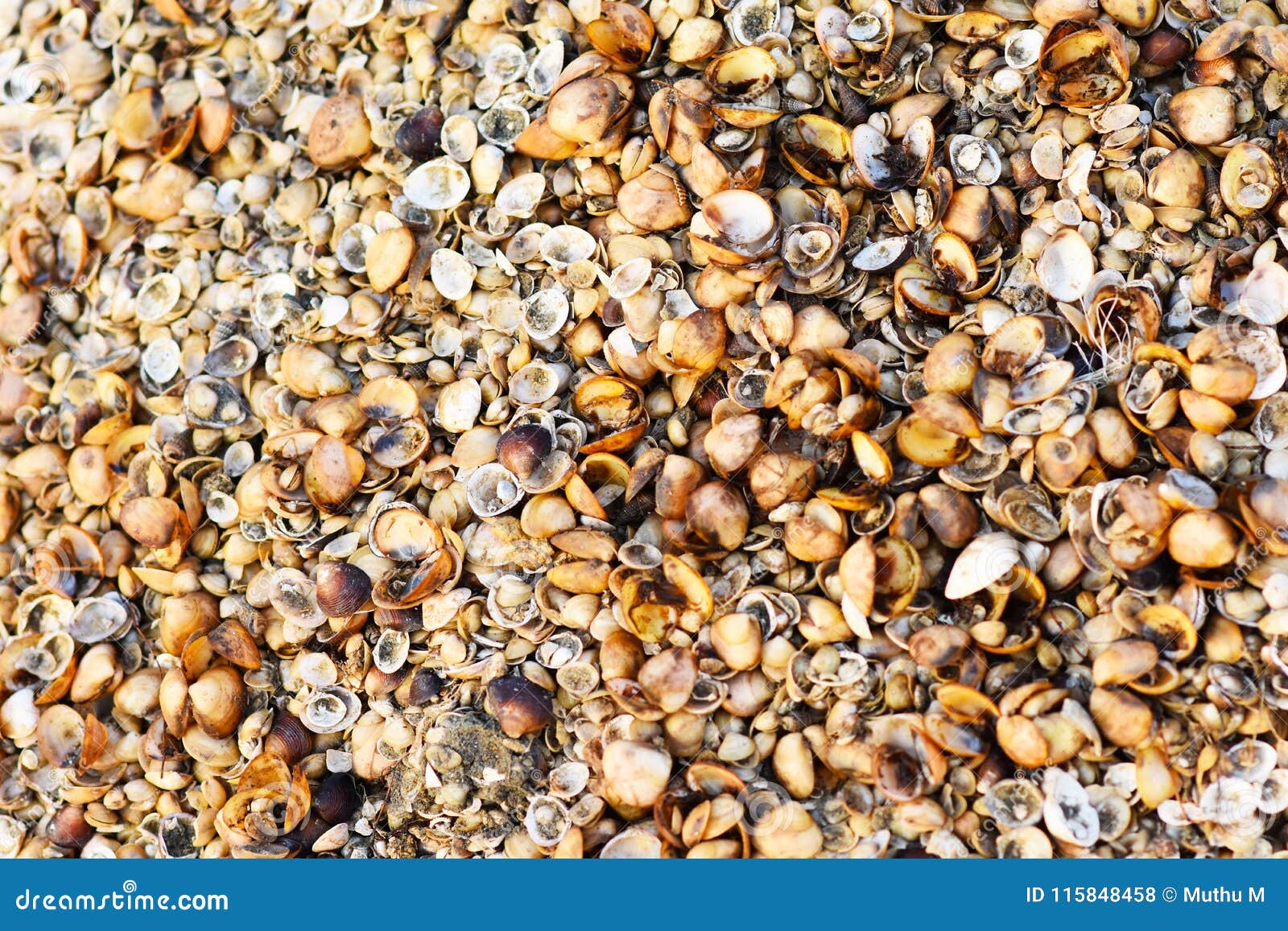 Seashells Background & Backdrops on the Beach Stock Photo - Image of ...