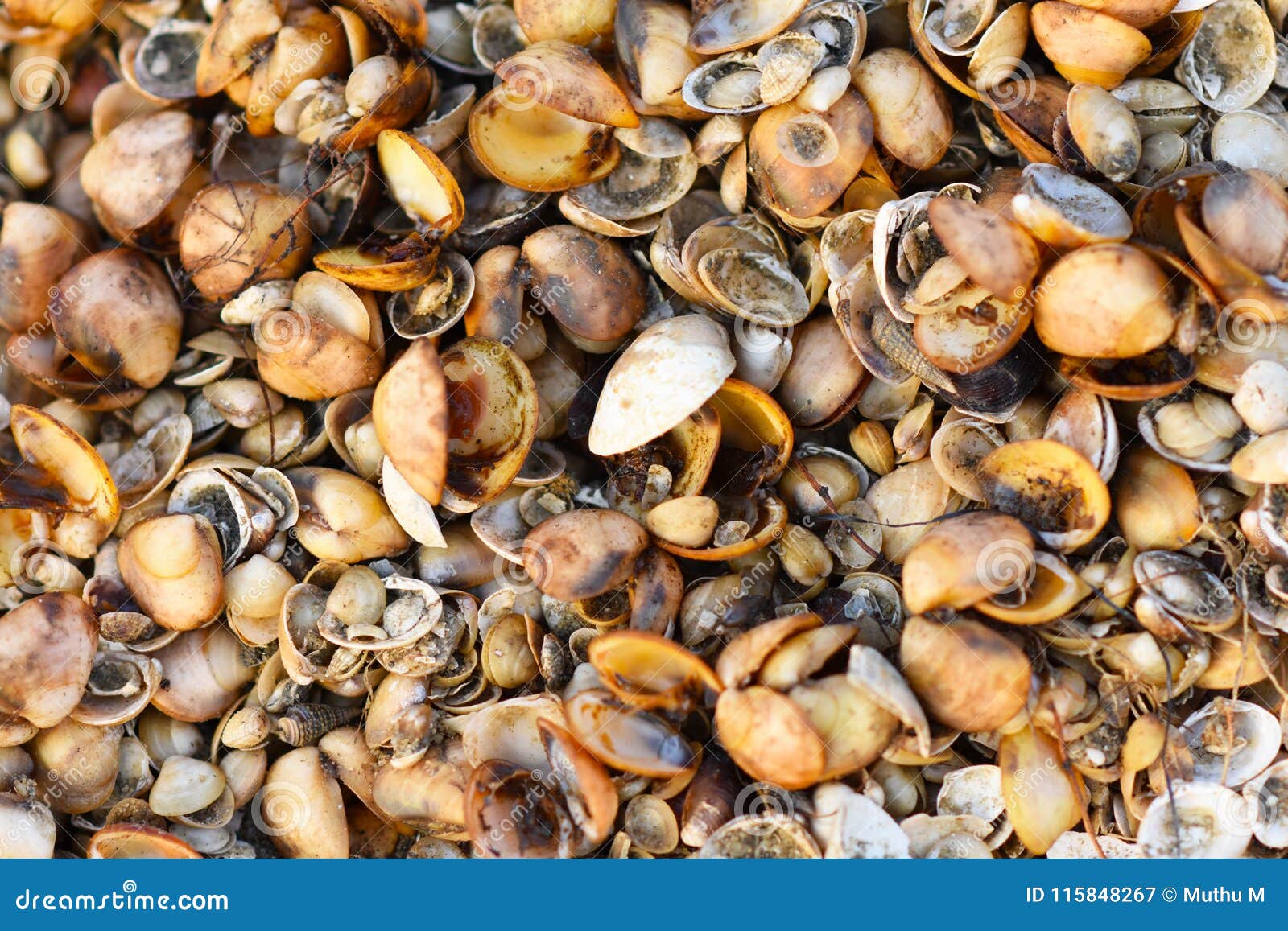 Seashells Background & Backdrops on the Beach Stock Image - Image of ...