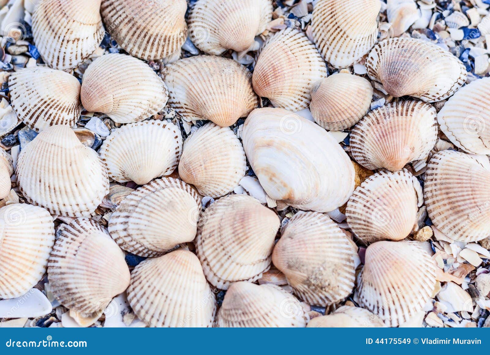 Seashells on a Background of Broken Shells Stock Image - Image of ...