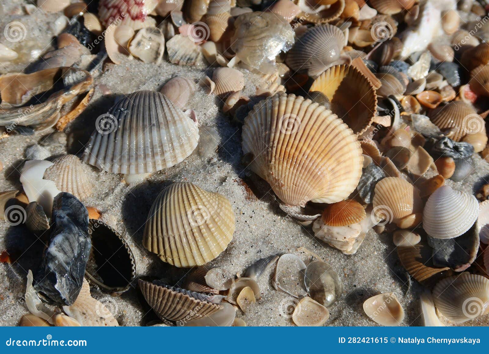 Seashells Background on Florida Beach, Closeup Stock Image - Image of ...