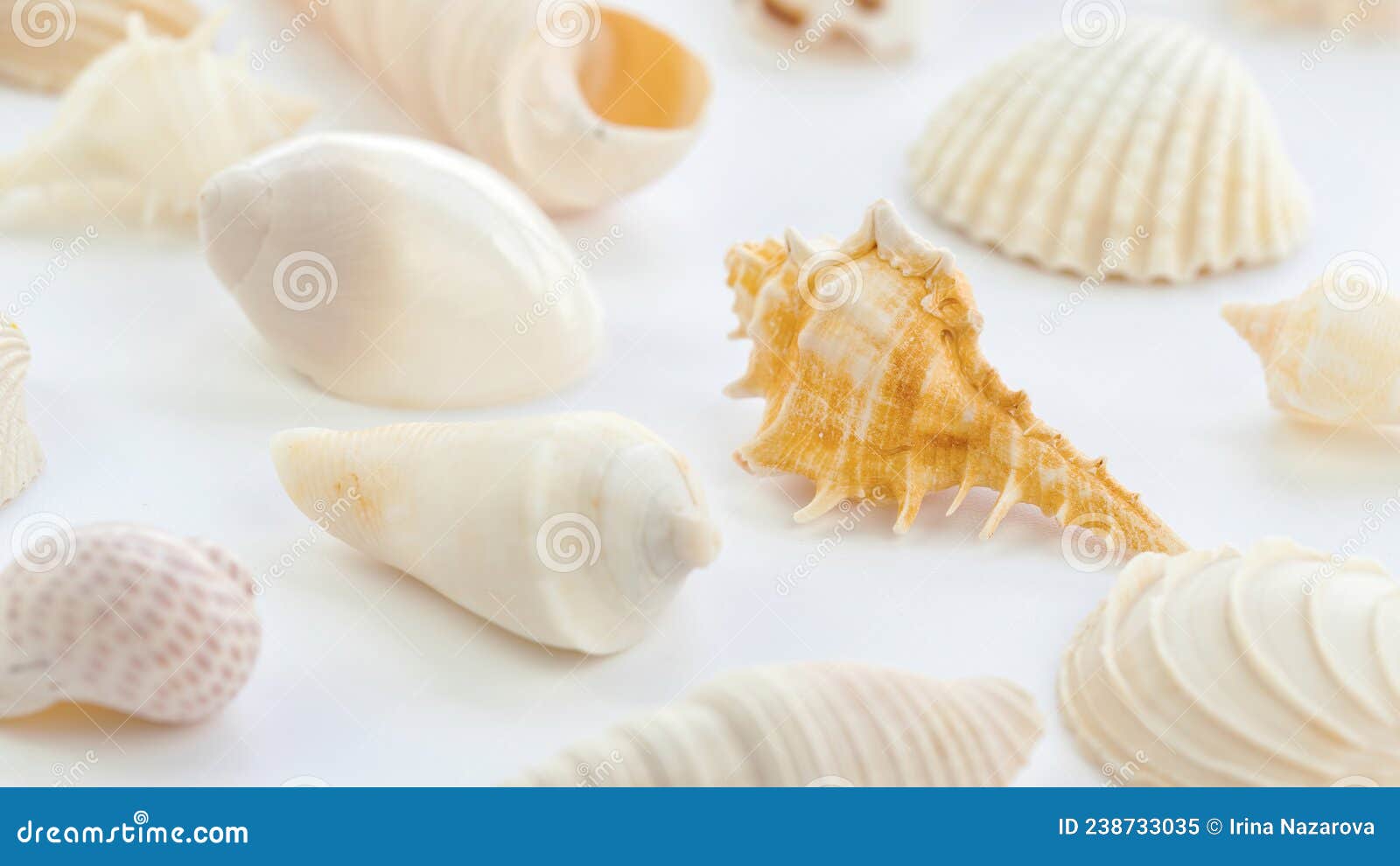 Seashells Background High Resolution Macro Photography with Copy Space ...