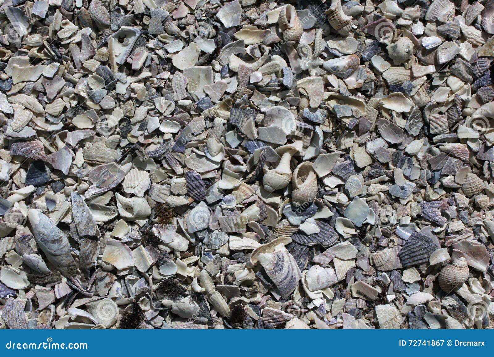 Seashells Background stock image. Image of detail, decorative - 72741867
