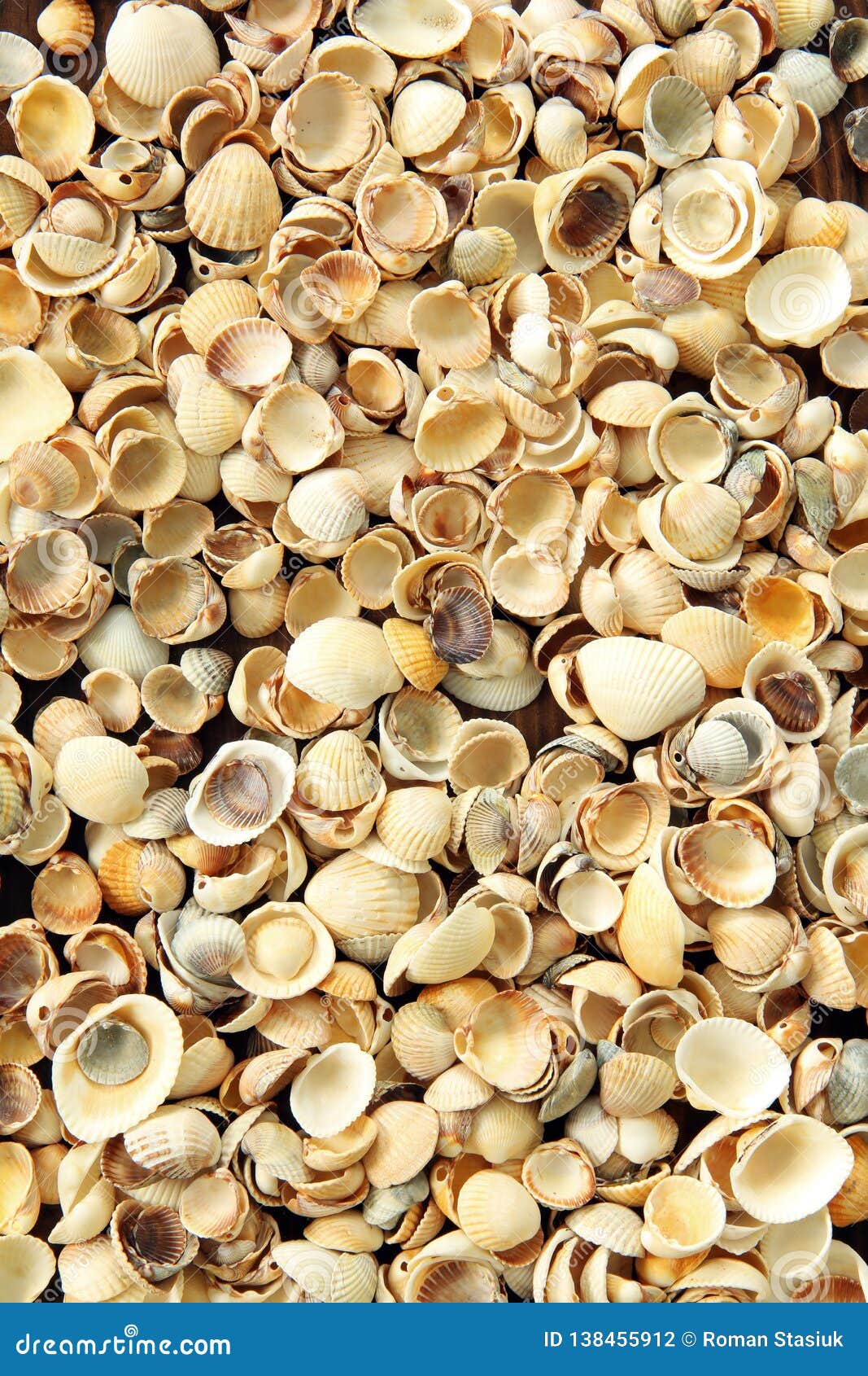 Seashells Background. Background. Texture. Seashells Stock Photo ...
