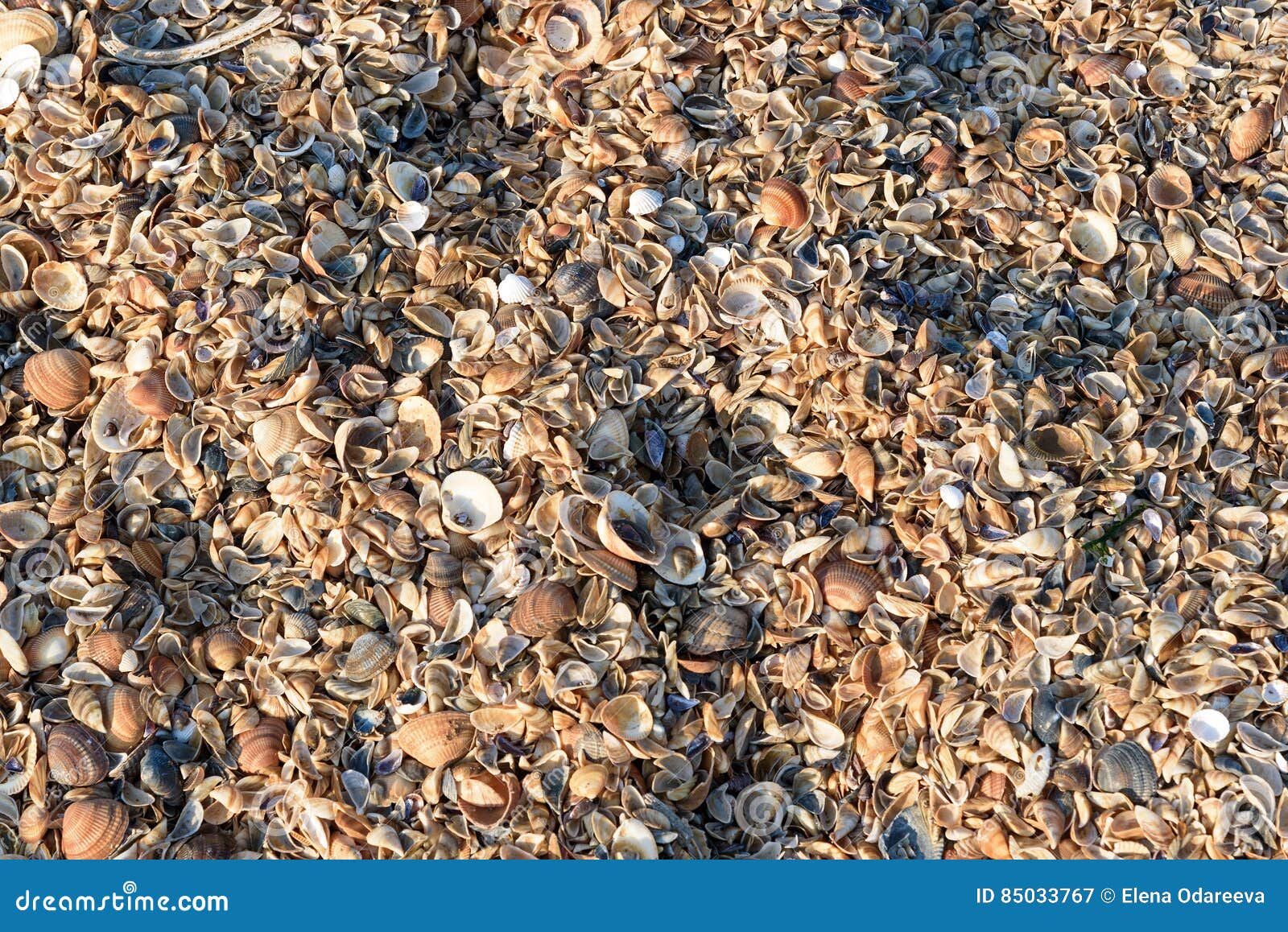 Seashells Background Texture Stock Image - Image of design, marine ...
