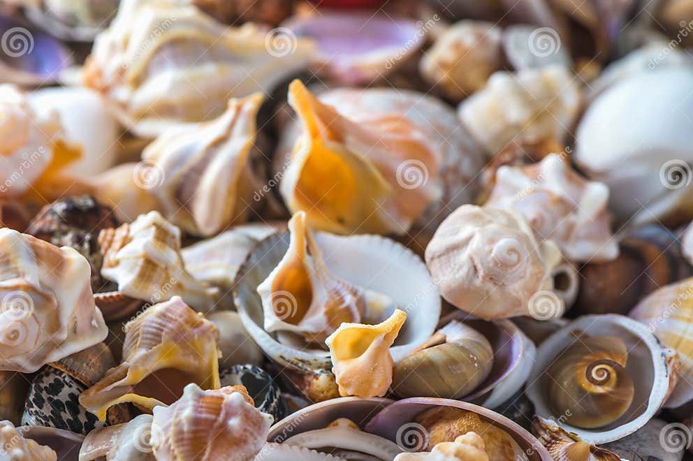 Close-up of Seashells on the Beach Stock Photo - Image of doodle, coral ...