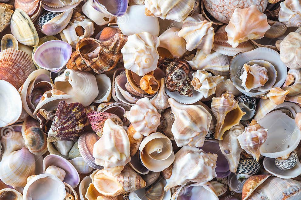 Close-up of Seashells on the Beach 1 Stock Photo - Image of spiral ...