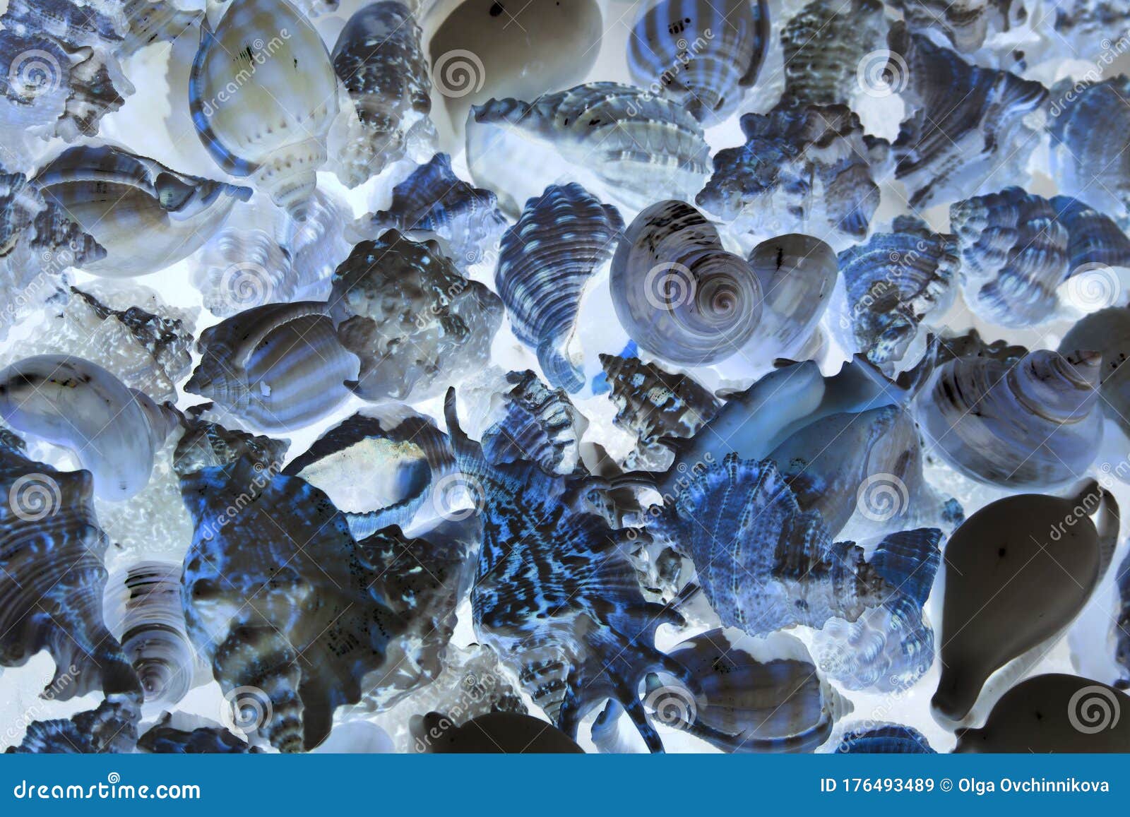 Seashells Background. Various Empty Shells of Marine Crustaceans in a ...