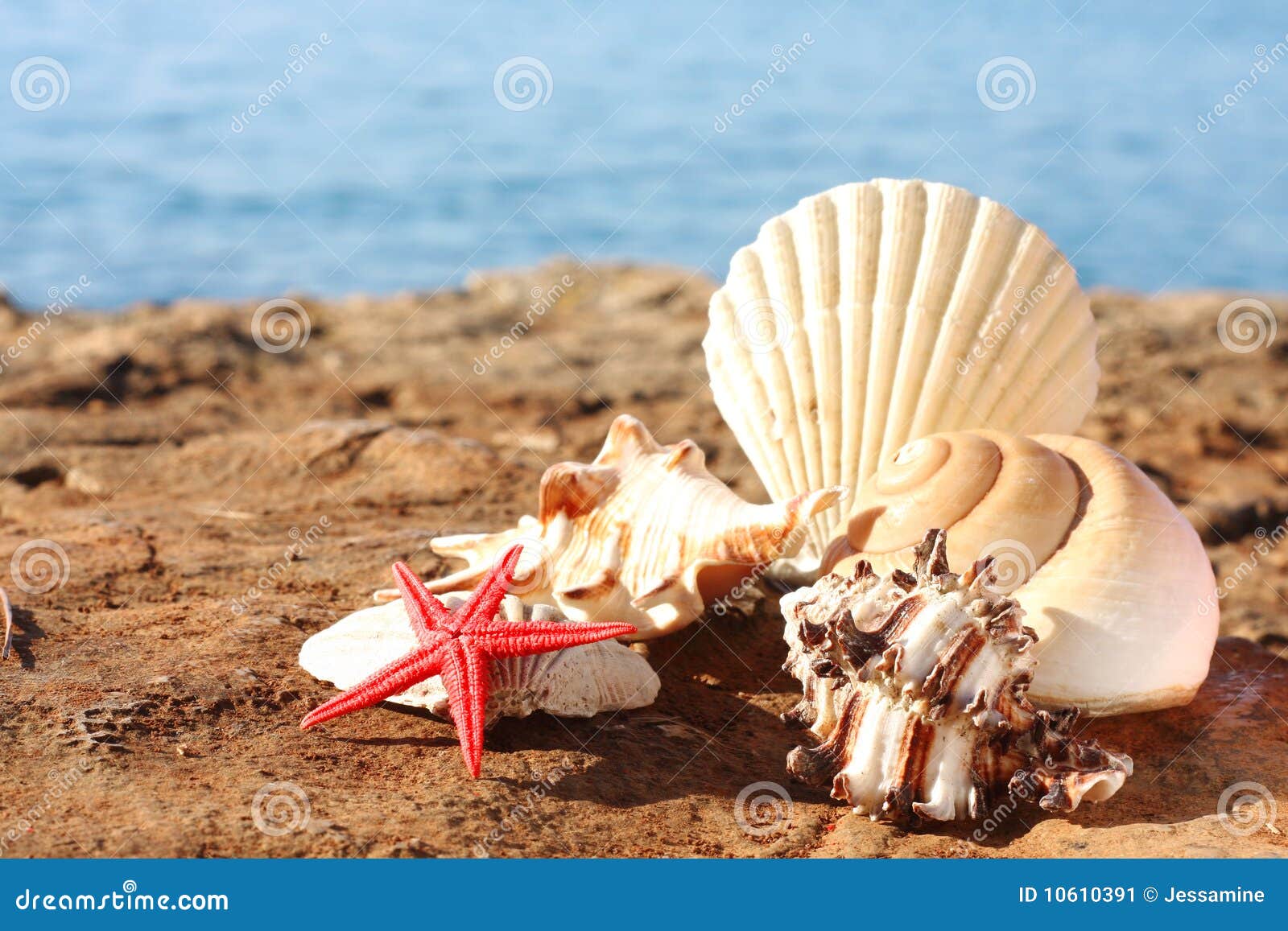 Seashells on the beach stock image. Image of copy, beach - 10610391