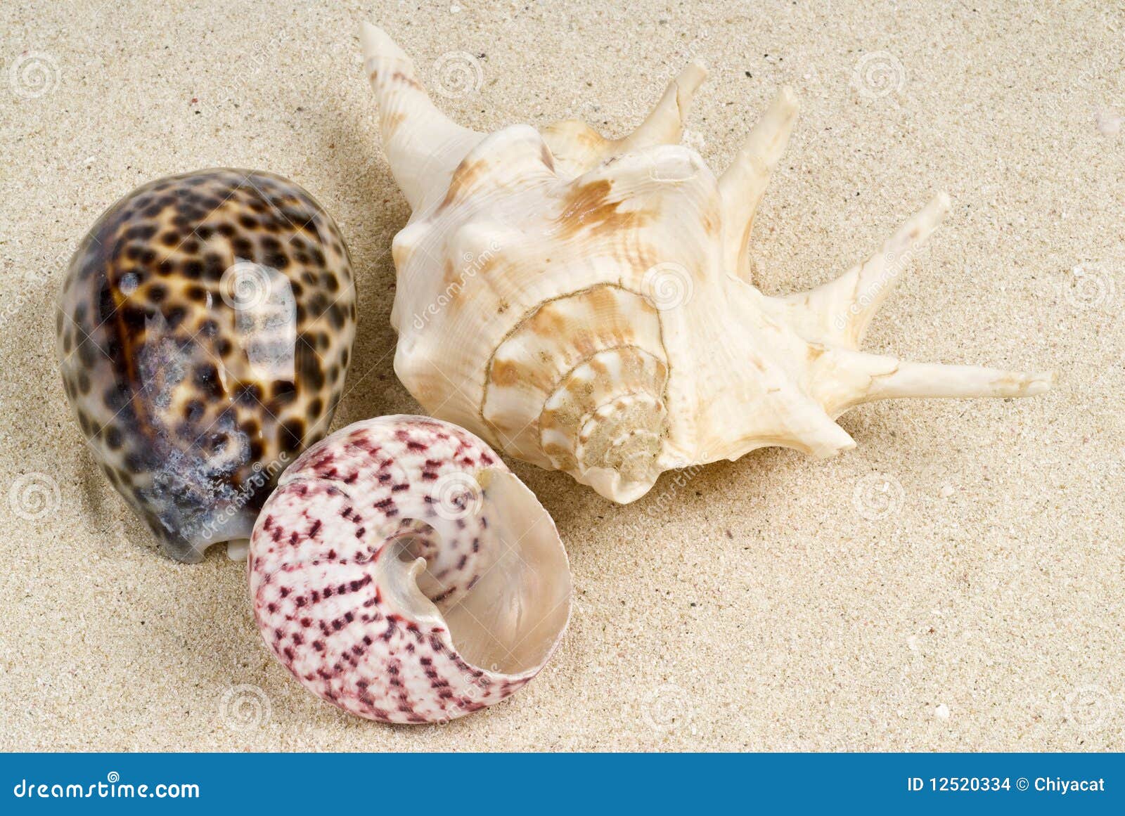Seashells on the Beach stock photo. Image of warm, recreation - 12520334