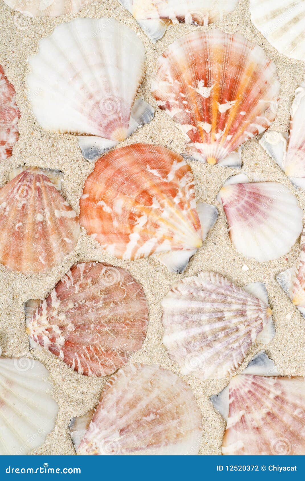 Seashells on the Beach stock photo. Image of recreation - 12520372