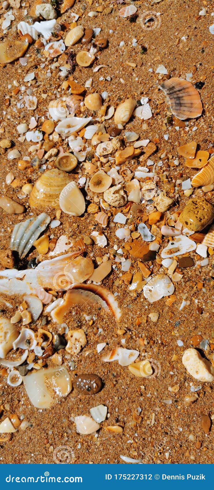 Seashells on the beach stock photo. Image of tour, seashells - 175227312