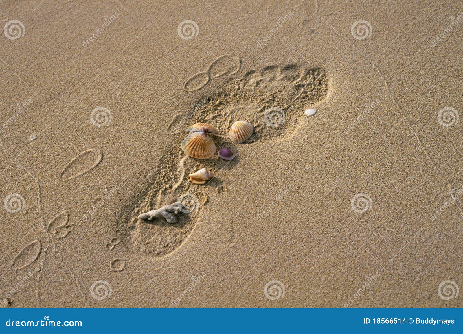 Seashells on a beach stock photo. Image of tropical, habitat - 18566514