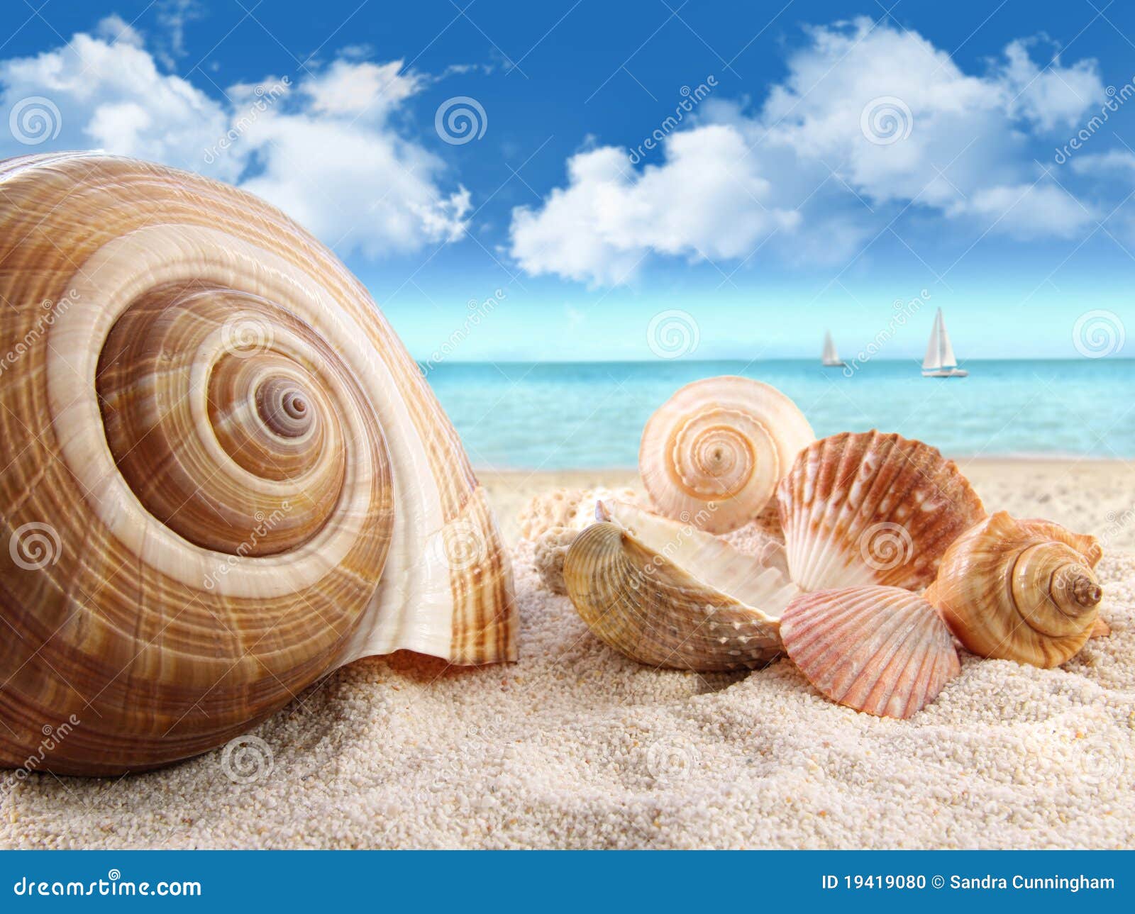 Seashells on the beach stock photo. Image of shore, seashell - 19419080