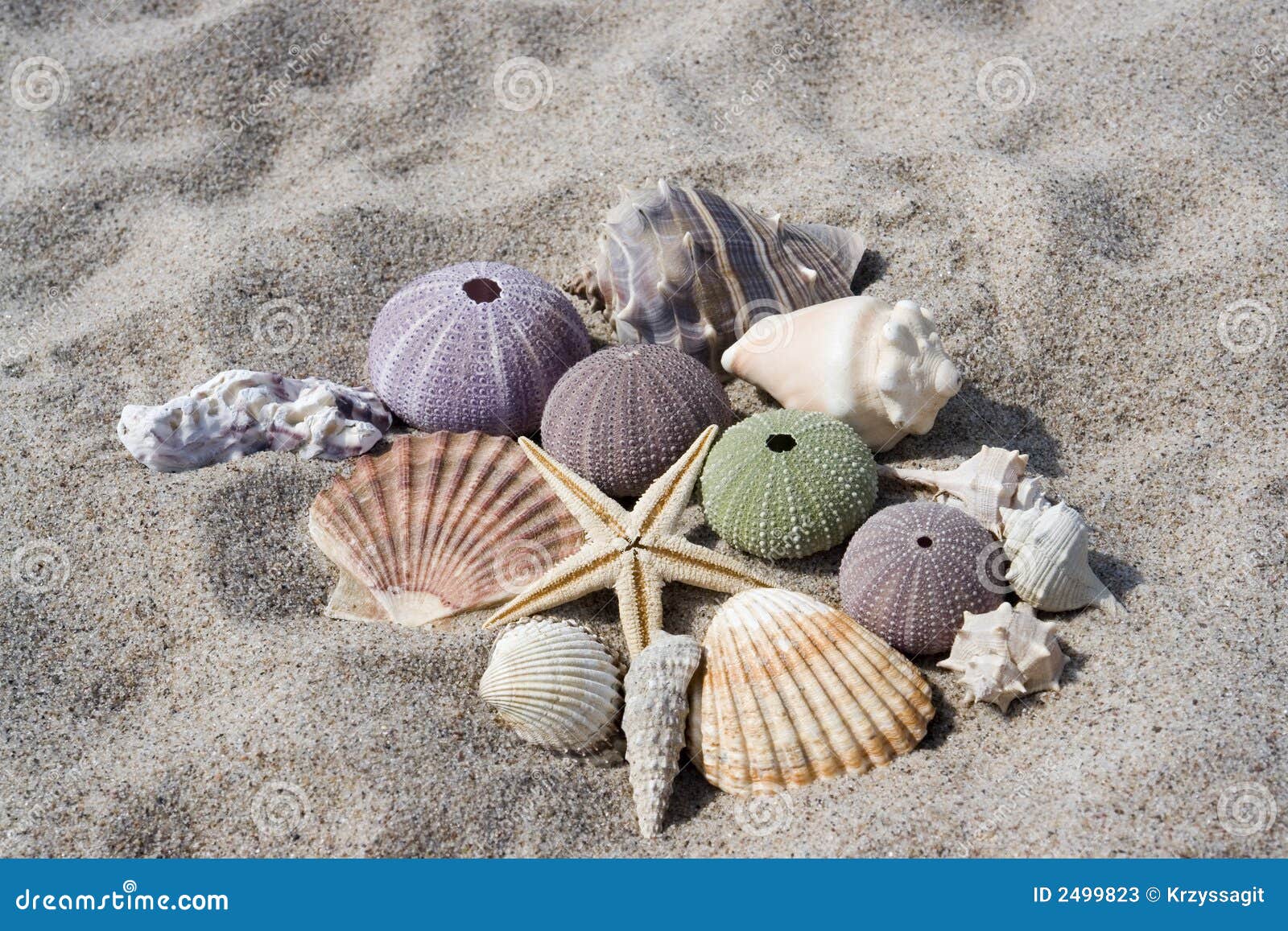 Seashells on Beach stock image. Image of crustaceans, piled - 2499823