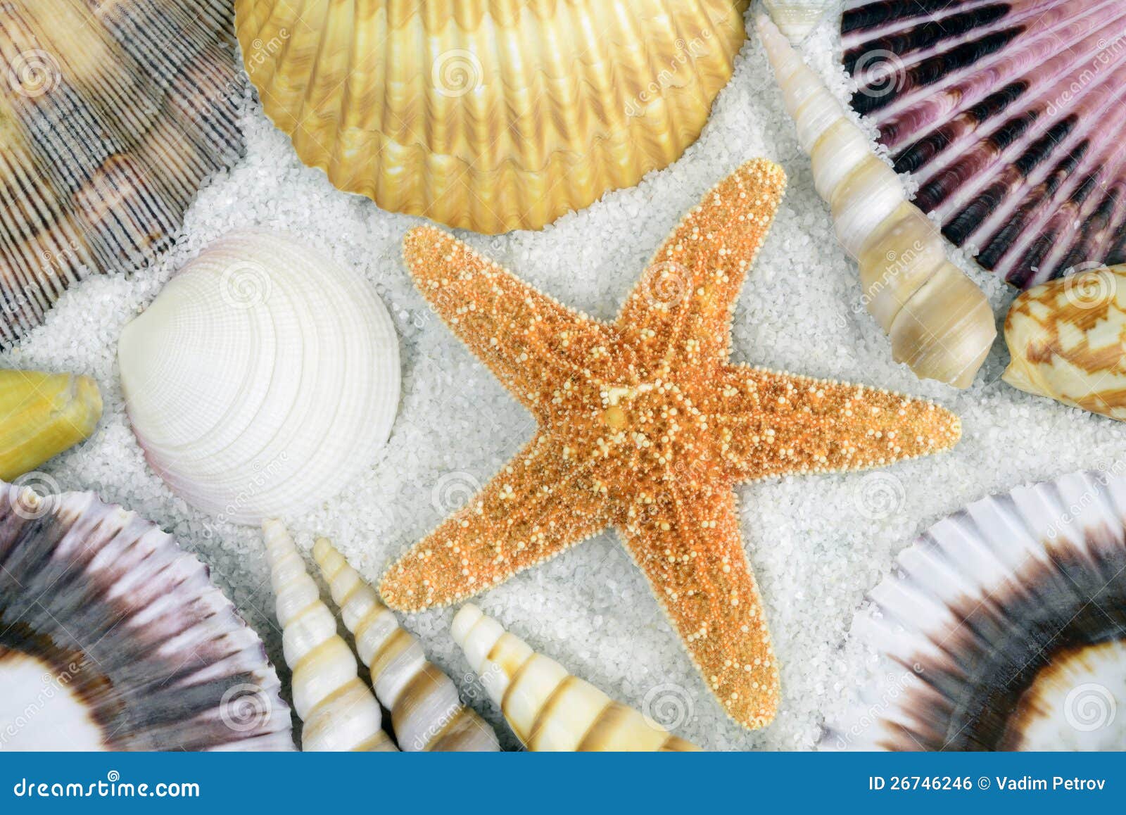 Seashells on the beach stock photo. Image of creature - 26746246