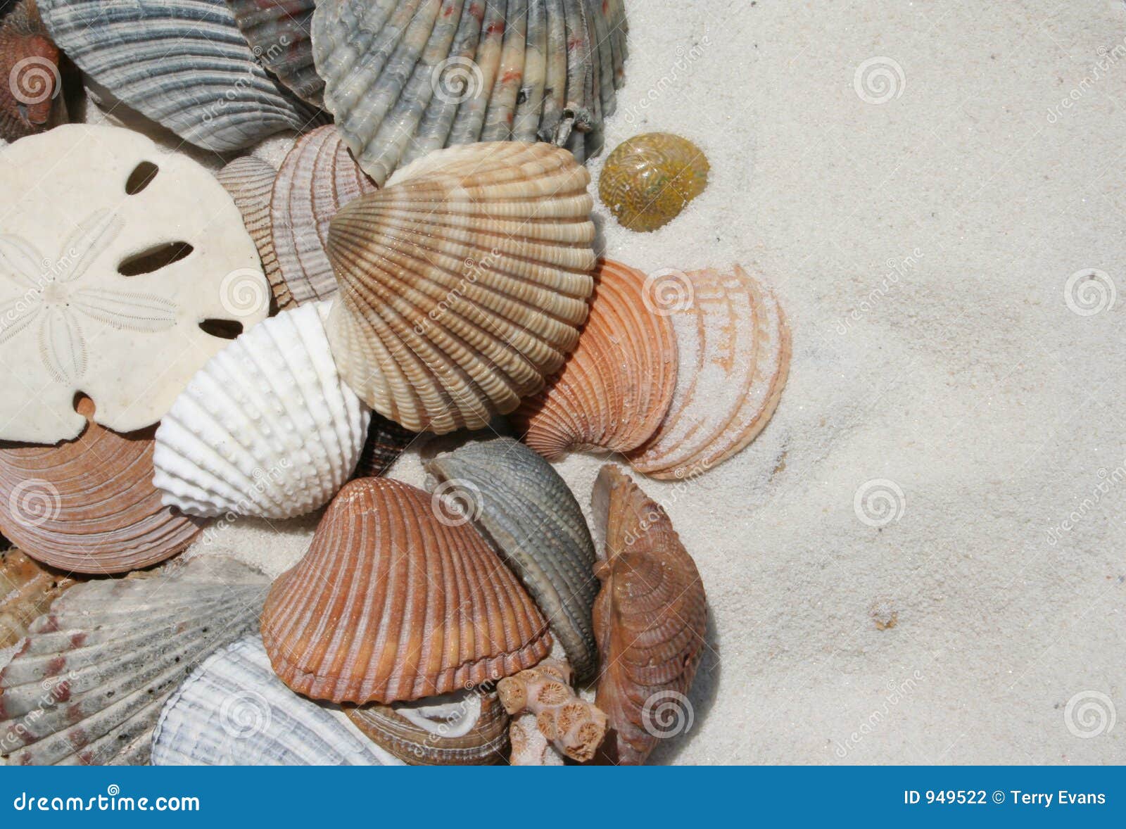Seashells on the beach stock photo. Image of summer, ocean - 949522