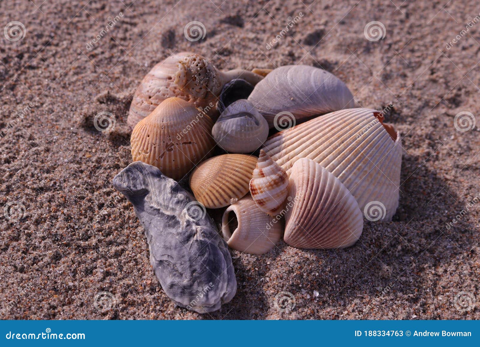 The Seashells on the Beach of the Atlantic Ocean at Emerald Isle, NC ...