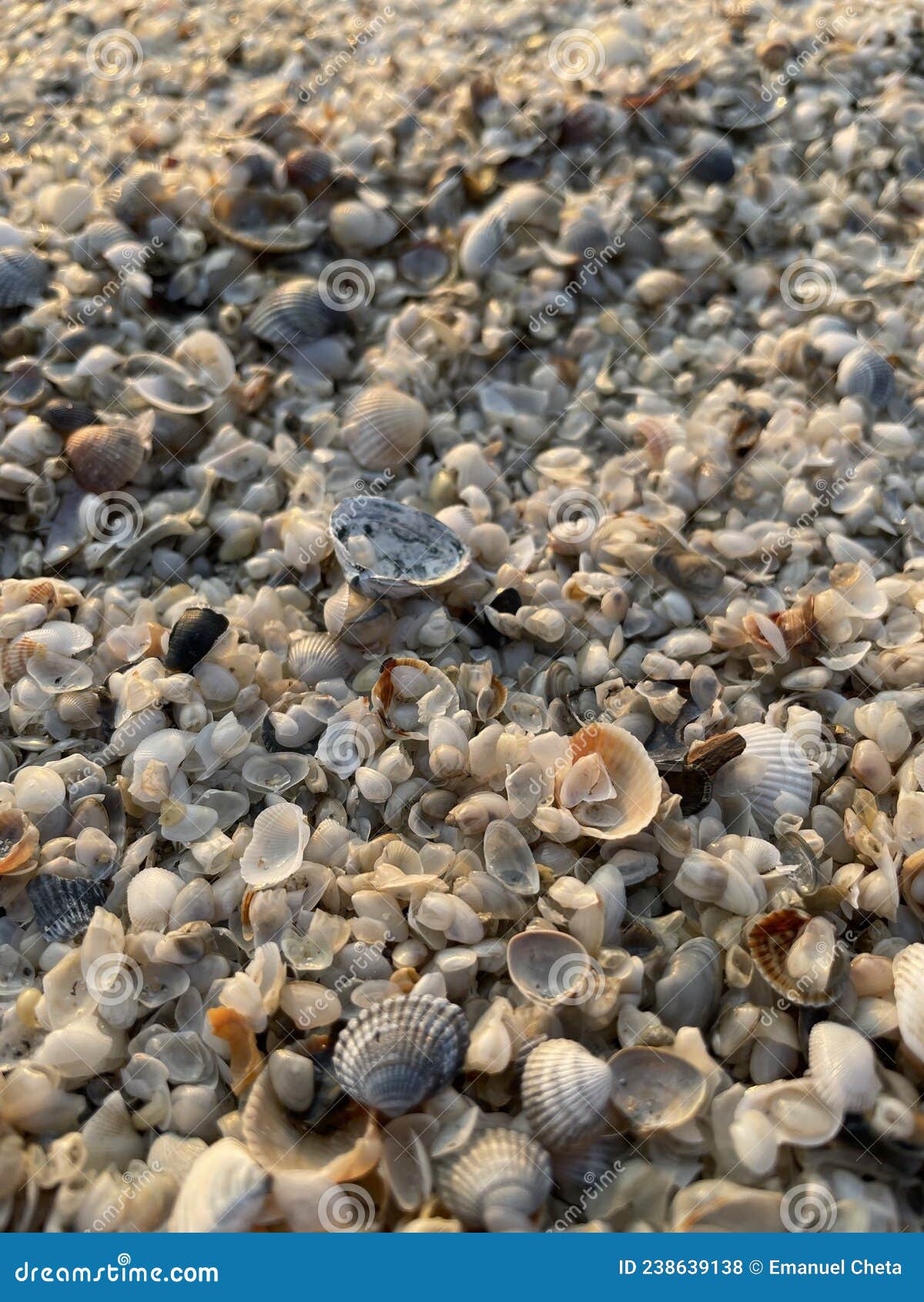Seashells on the Beach at the Black Sea Stock Photo - Image of life ...