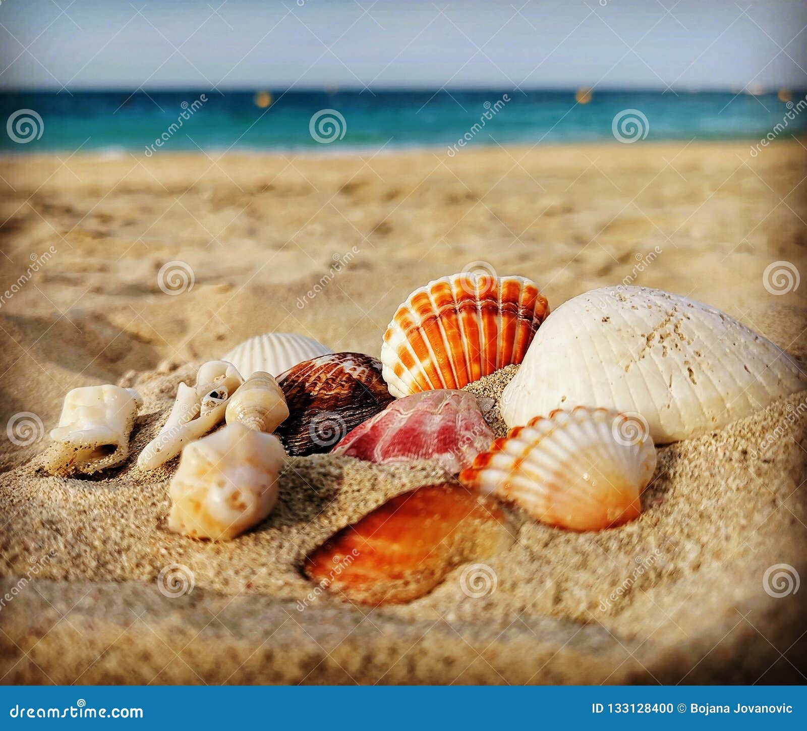 Seashells stock photo. Image of beach, blue, seashell - 133128400