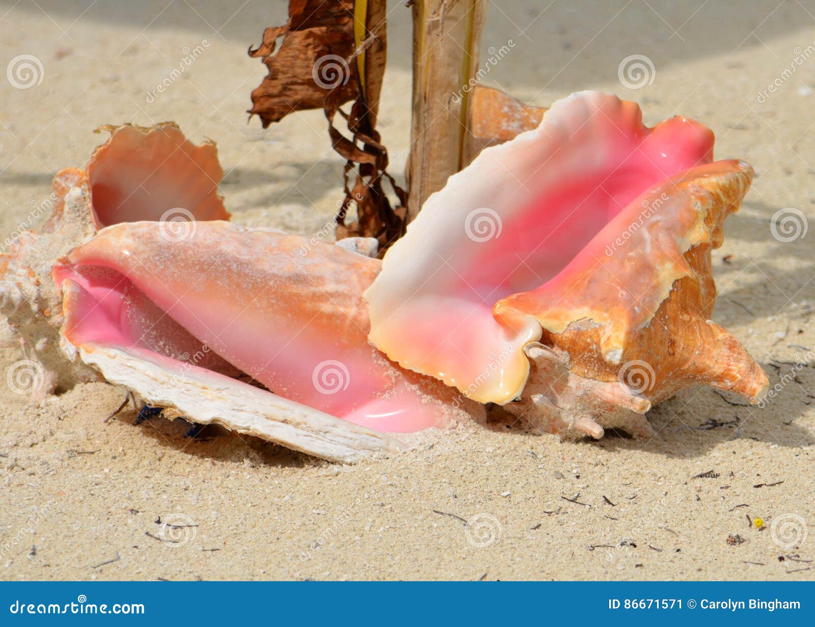 Seashells on the Beach stock image. Image of travel, pink - 86671571