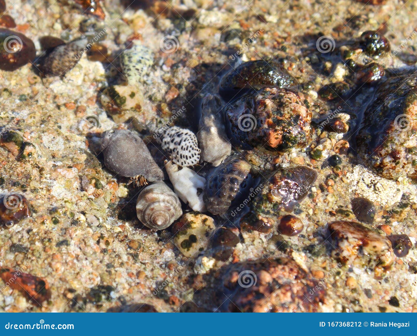 Seashells on the Beach of Galom in Dahab in a Sunny Summer Day Stock ...