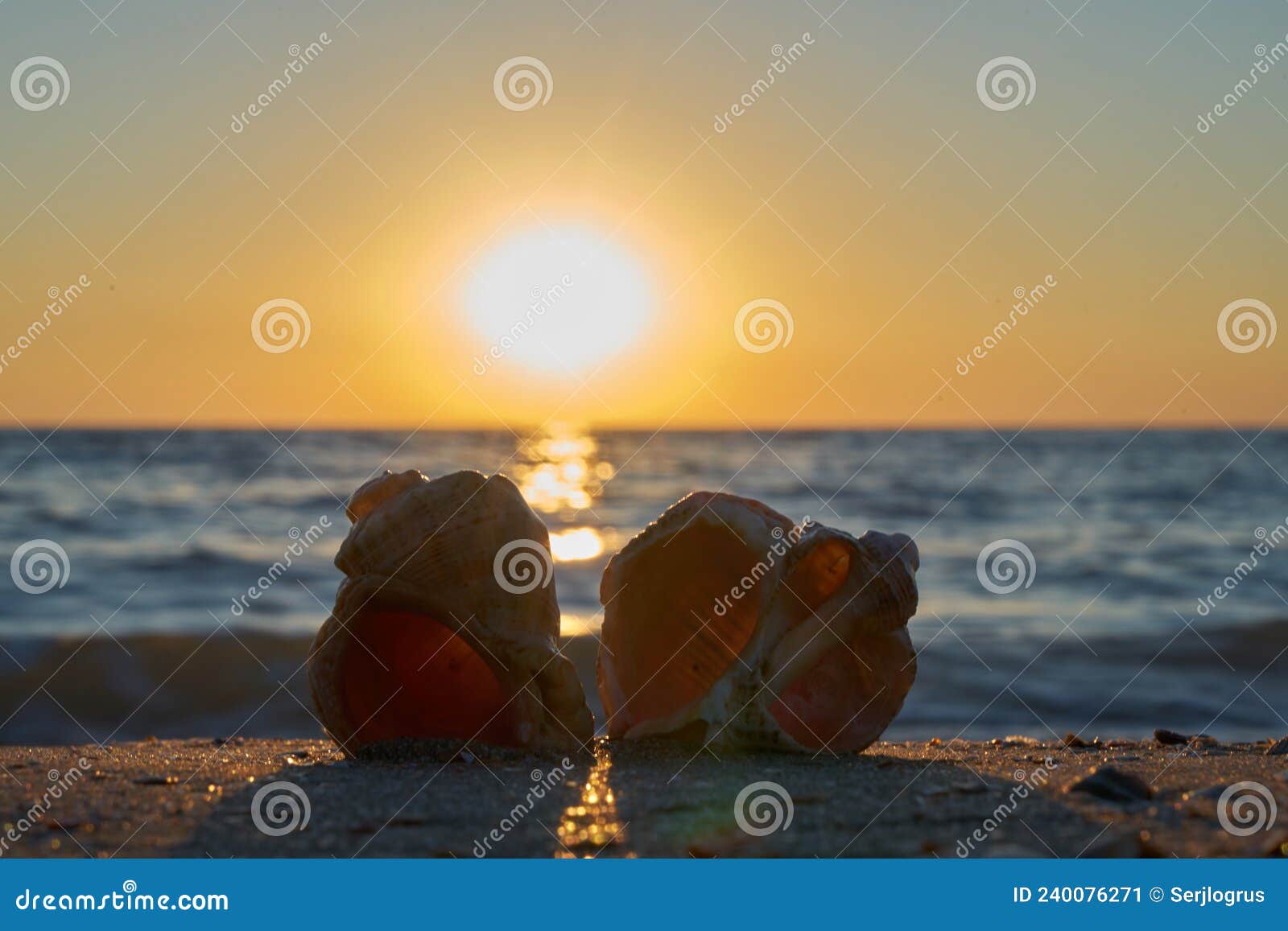 Seashells on the beach stock image. Image of mysterious - 240076271