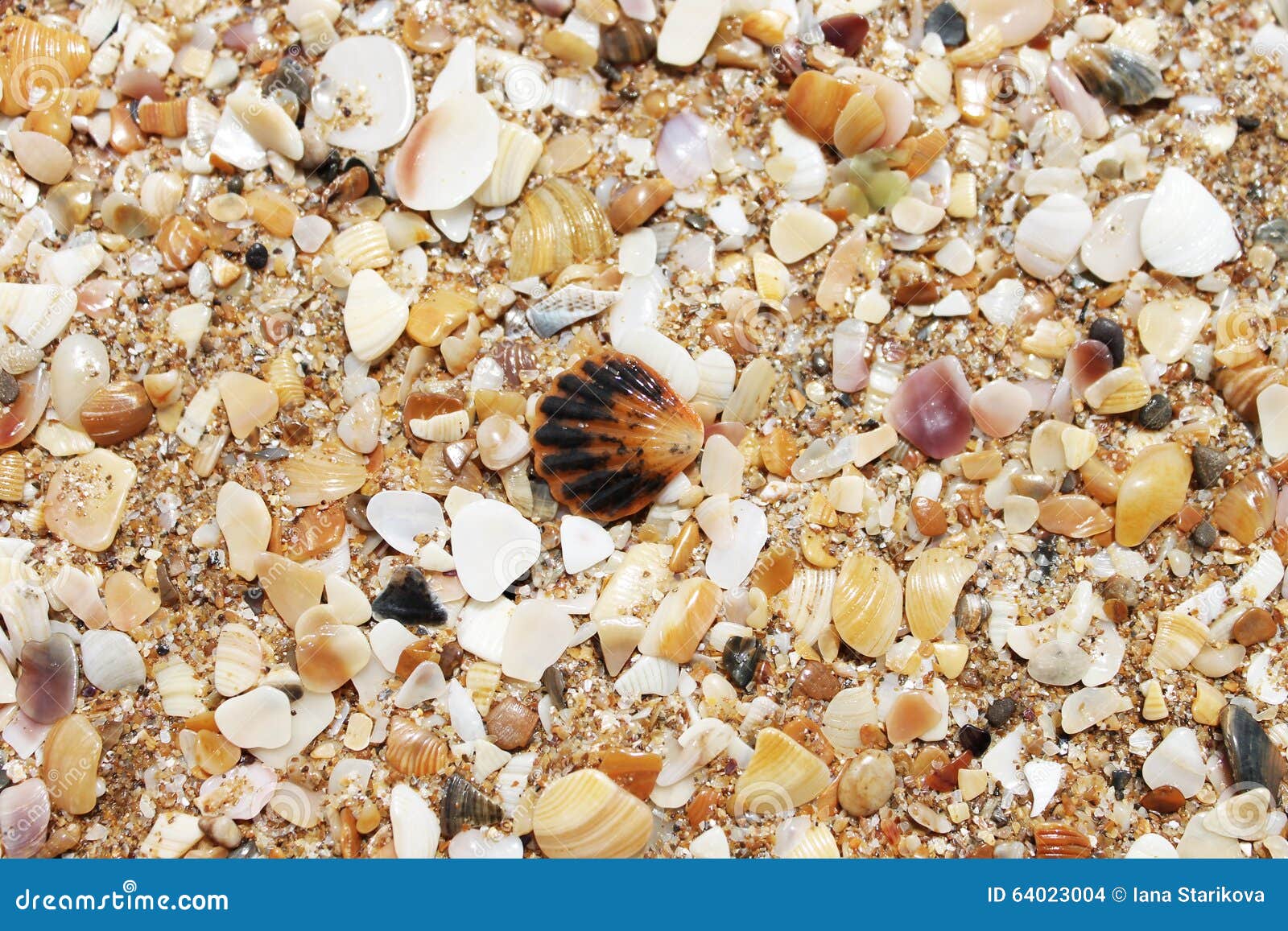 Seashells on the beach stock photo. Image of shore, seashore - 64023004