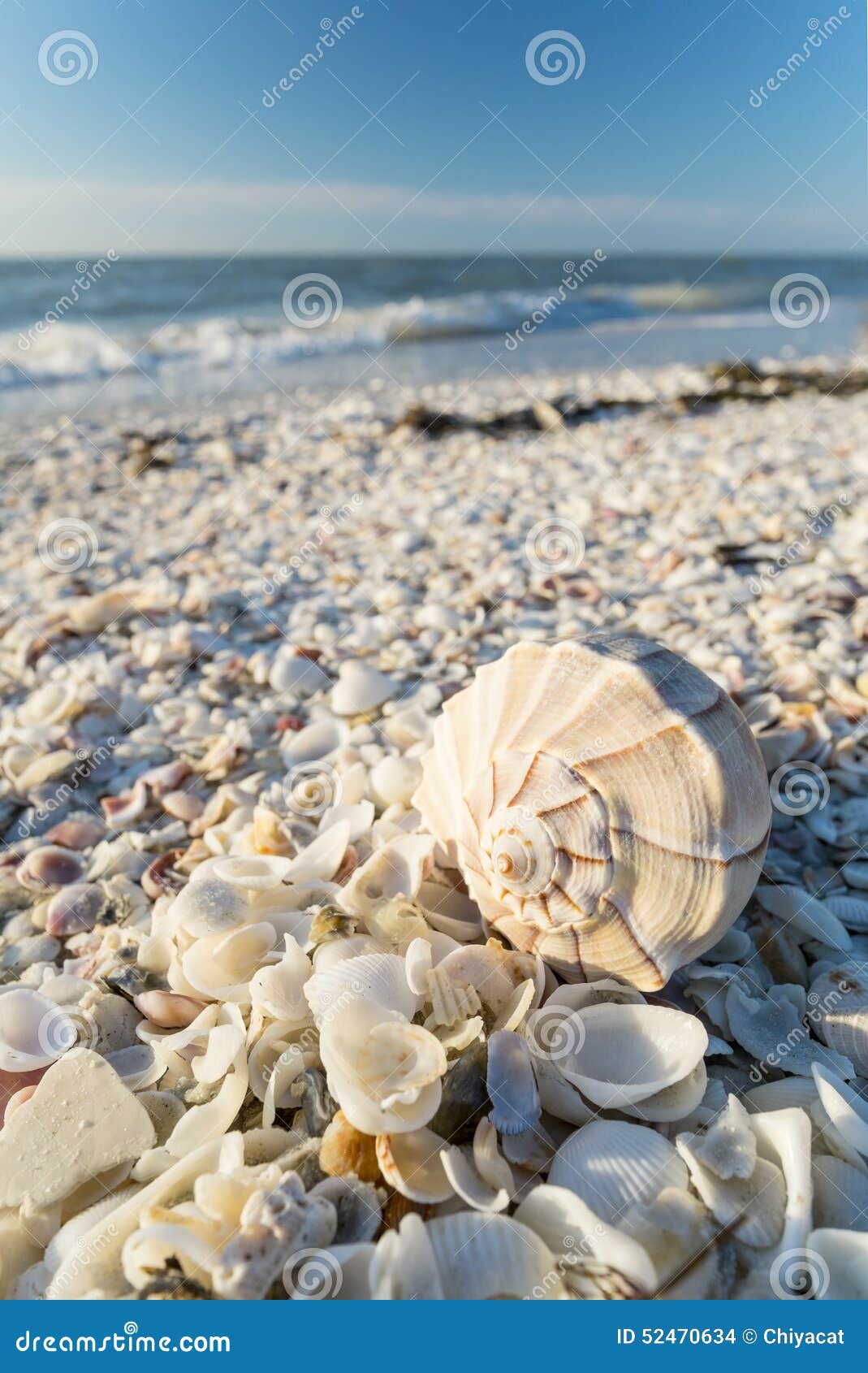 Seashells on the Beach #2 stock photo. Image of seashore - 52470634
