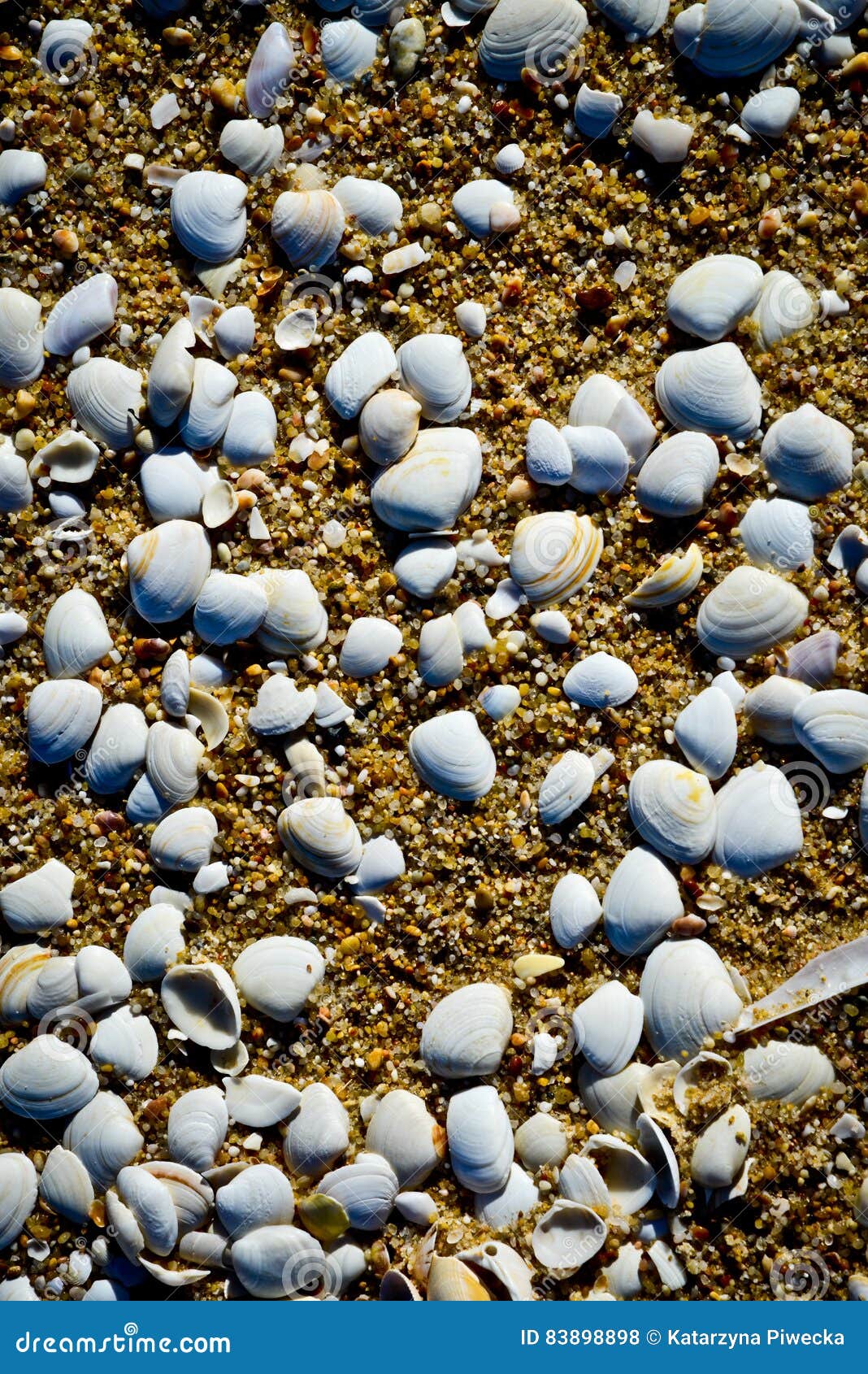 Seashells on the Beach, Portugal Stock Photo - Image of outdoor, conch ...