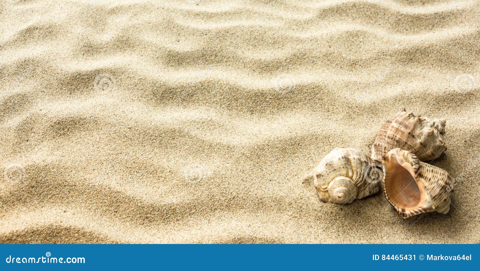 Seashells on the Beach Sand Stock Image - Image of sandy, backgrounds ...