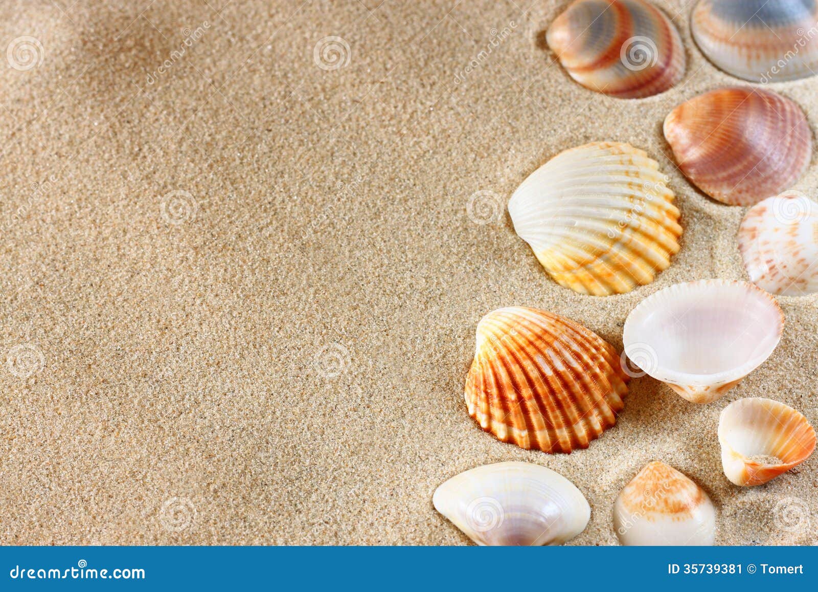 Seashells on beach sand stock image. Image of collection - 35739381
