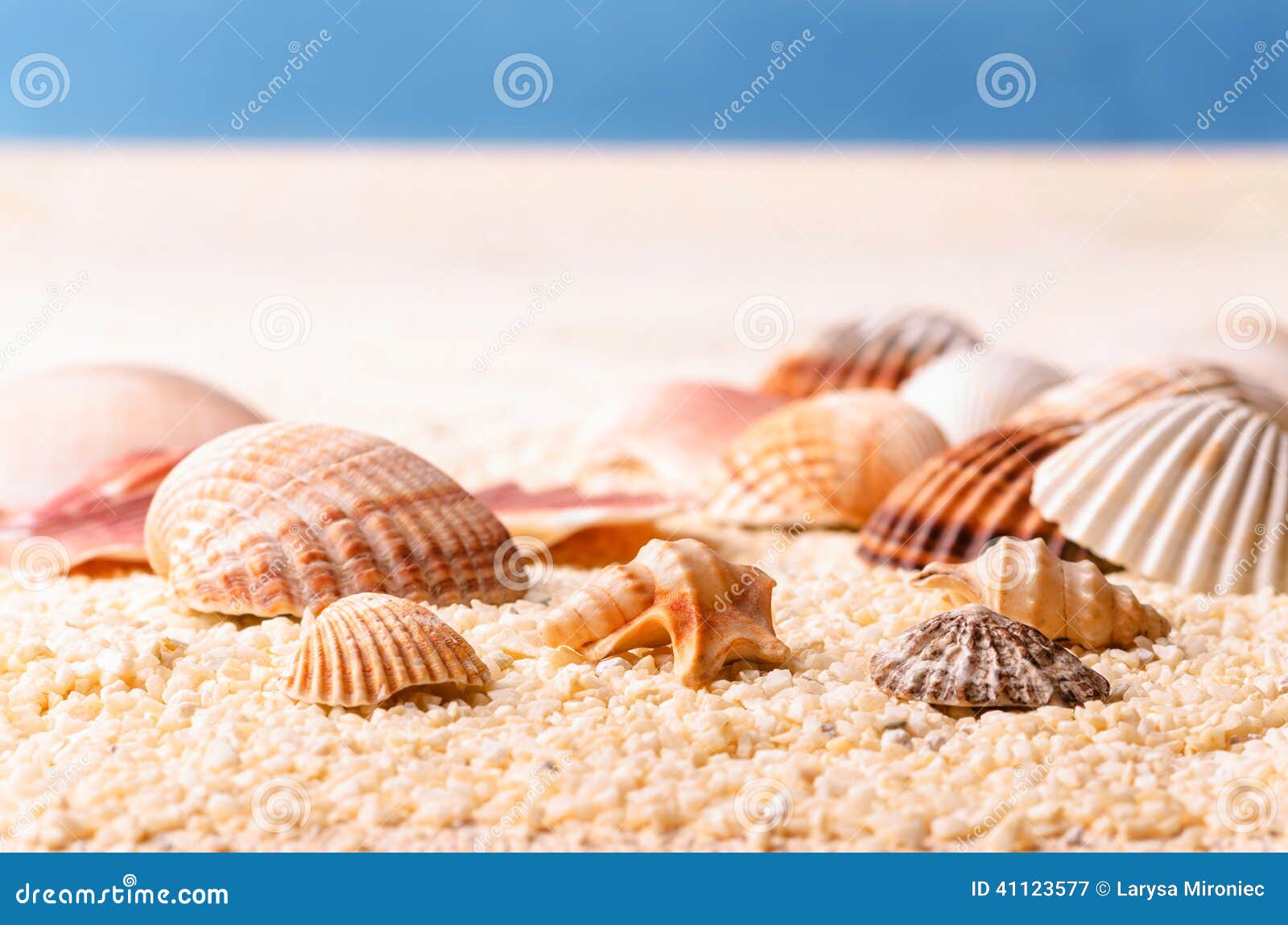 Seashells at the beach stock image. Image of seashells - 41123577