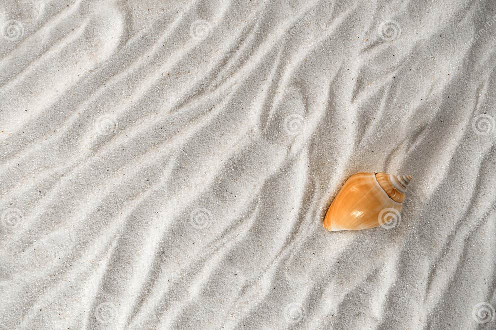 Seashells on Beach Sand. Top View with Copy Space Stock Image - Image ...