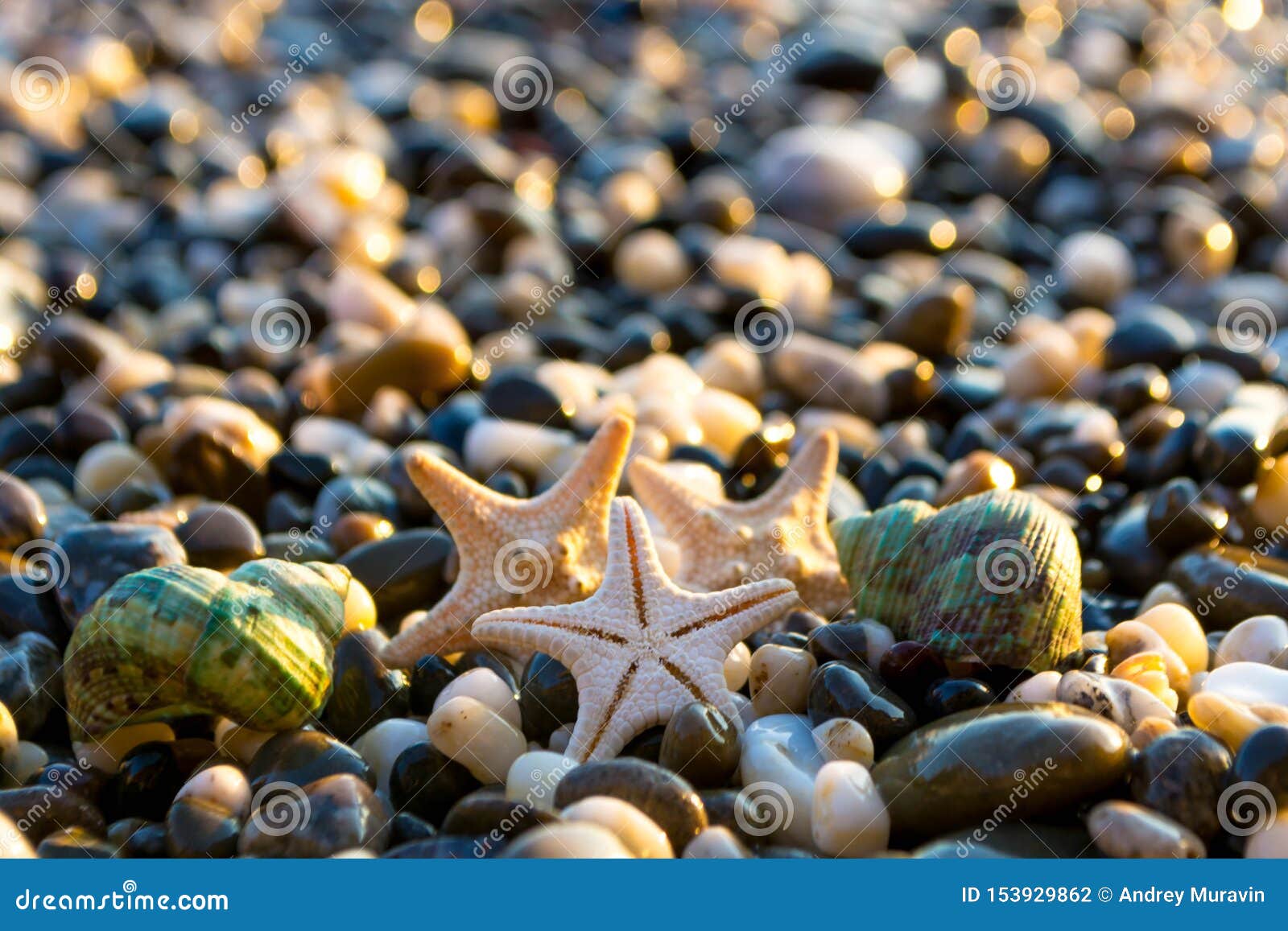 Seashells on the beach stock photo. Image of white, coast - 153929862